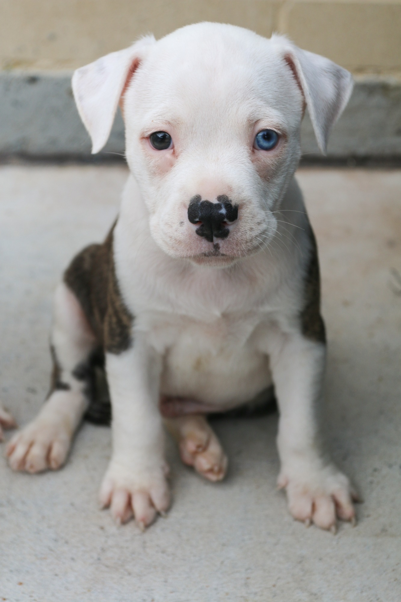 Banjo - Medium Male Staffy x Cattle Dog Dog in NSW - PetRescue