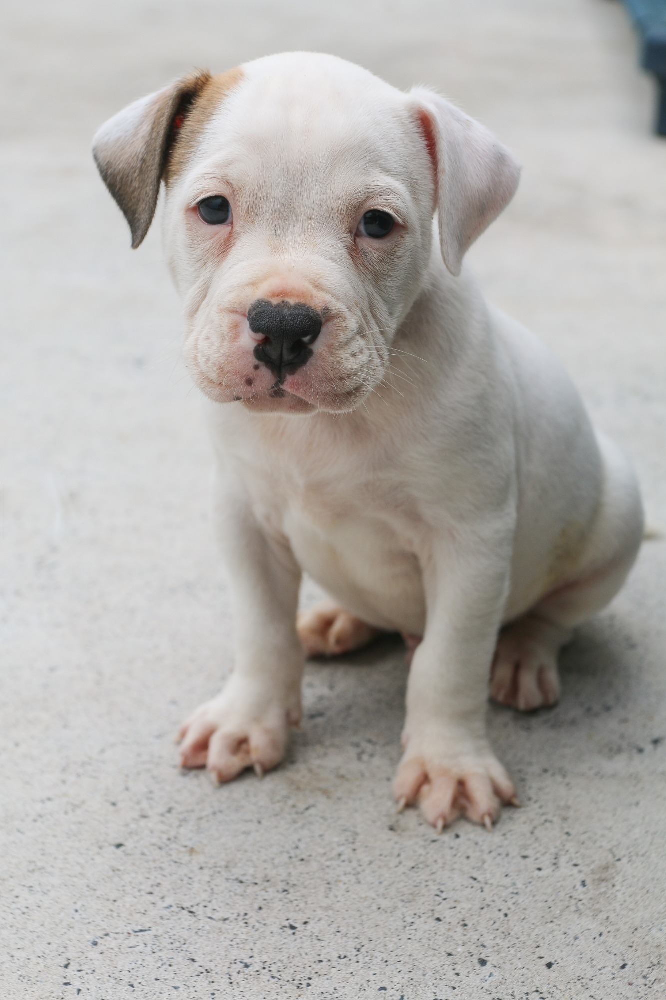 Ripley - Medium Male Staffy x Cattle Dog Dog in NSW - PetRescue