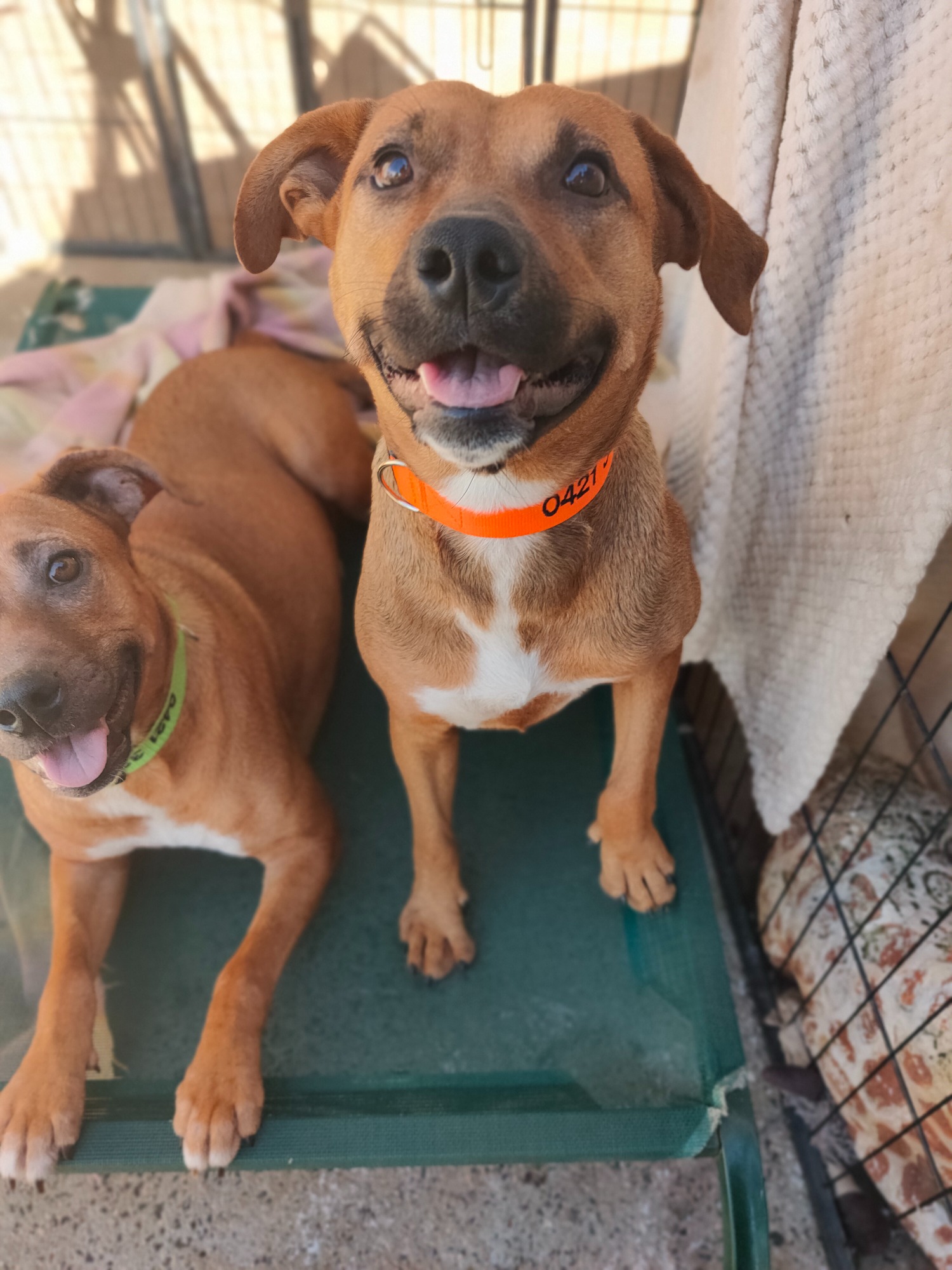 Shavon & Doodie - Medium Female Staffy x Jack Russell Terrier Mix Dog ...