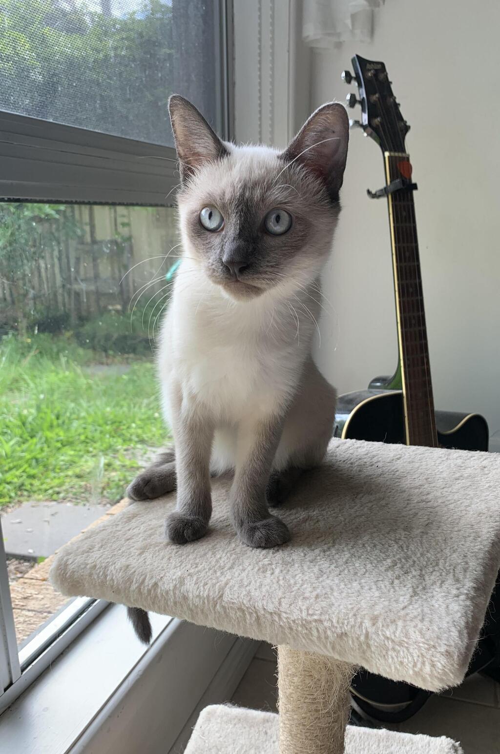 Ricky Martin - Male Layanese Mix Cat in QLD - PetRescue