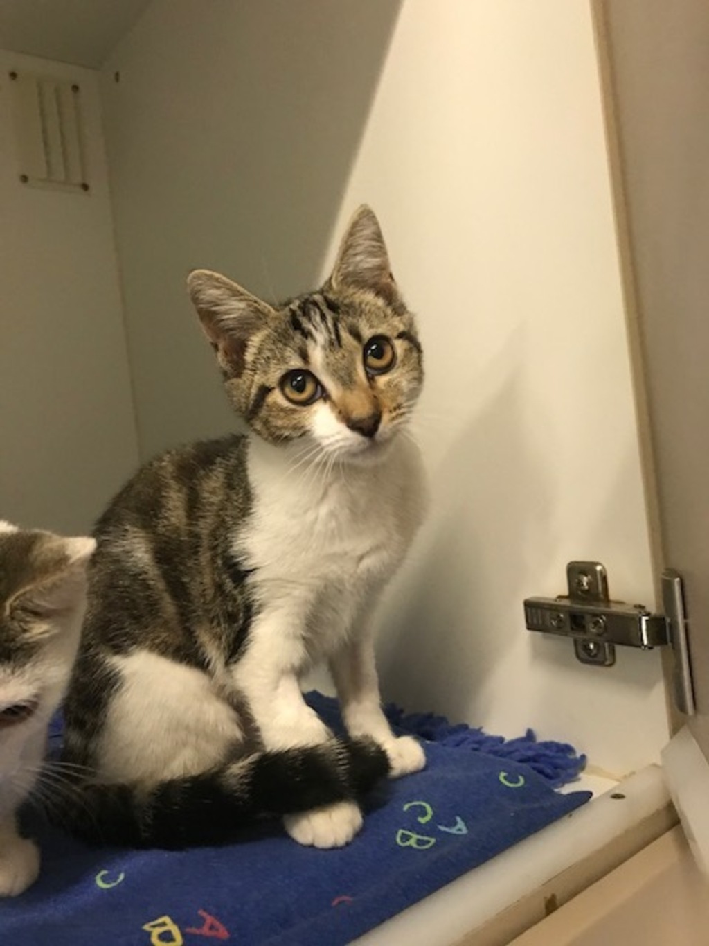 Cinna - Female Dsh Mix Cat in WA - PetRescue