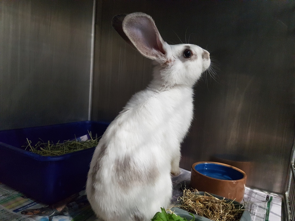 Maisie - Female English Spot x Flemish Giant Mix Rabbit in VIC - PetRescue