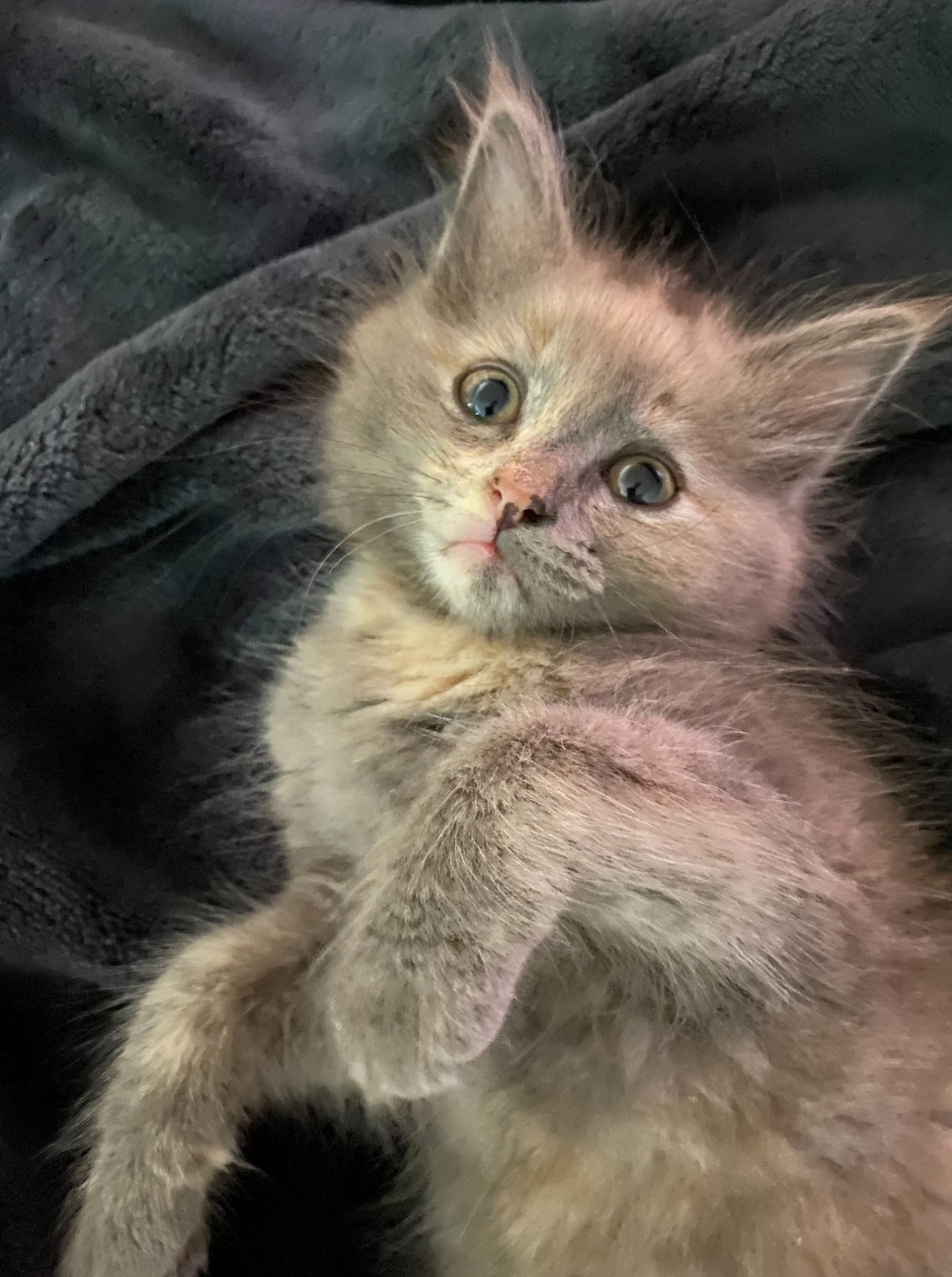 Pepper - Female Domestic Medium Hair Cat in QLD - PetRescue