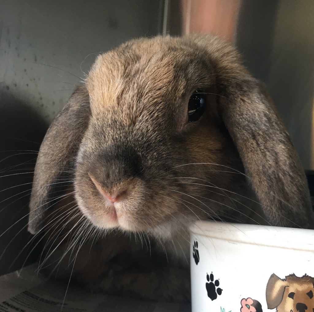Cinnamon - Female Lop Eared Mix Rabbit in VIC - PetRescue