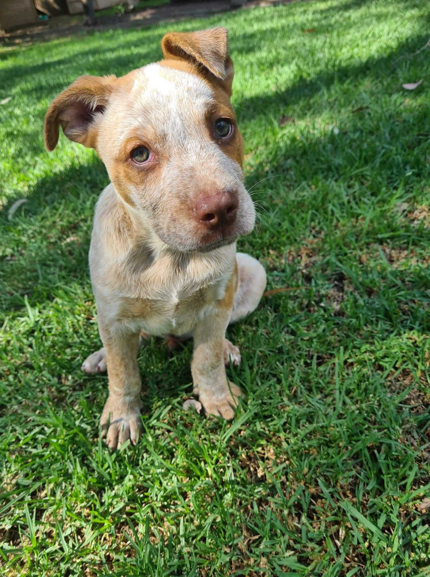 Benedict - Medium Male Australian Bulldog Mix Dog in VIC - PetRescue