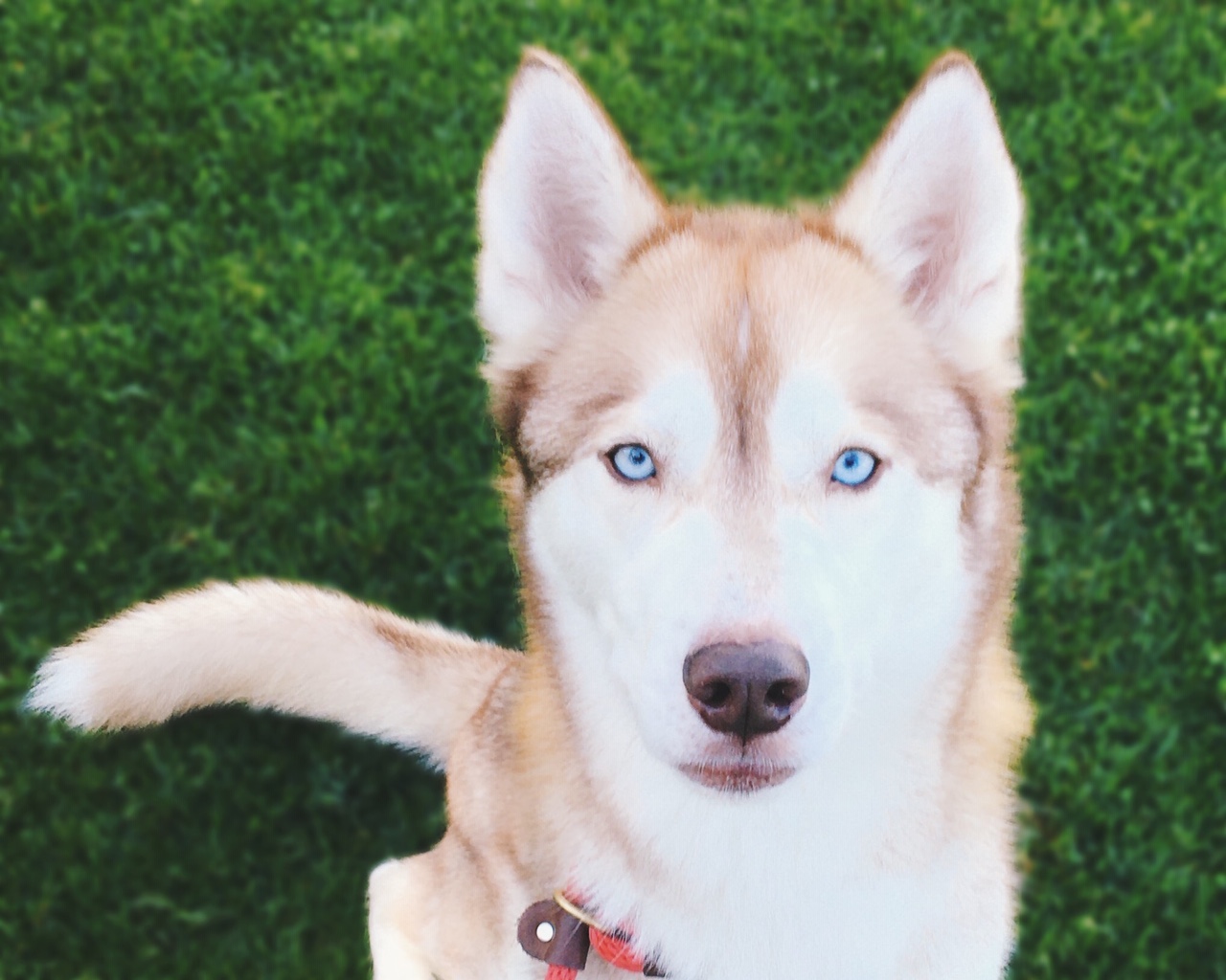 Nala - Large Female Siberian Husky Dog in VIC - PetRescue