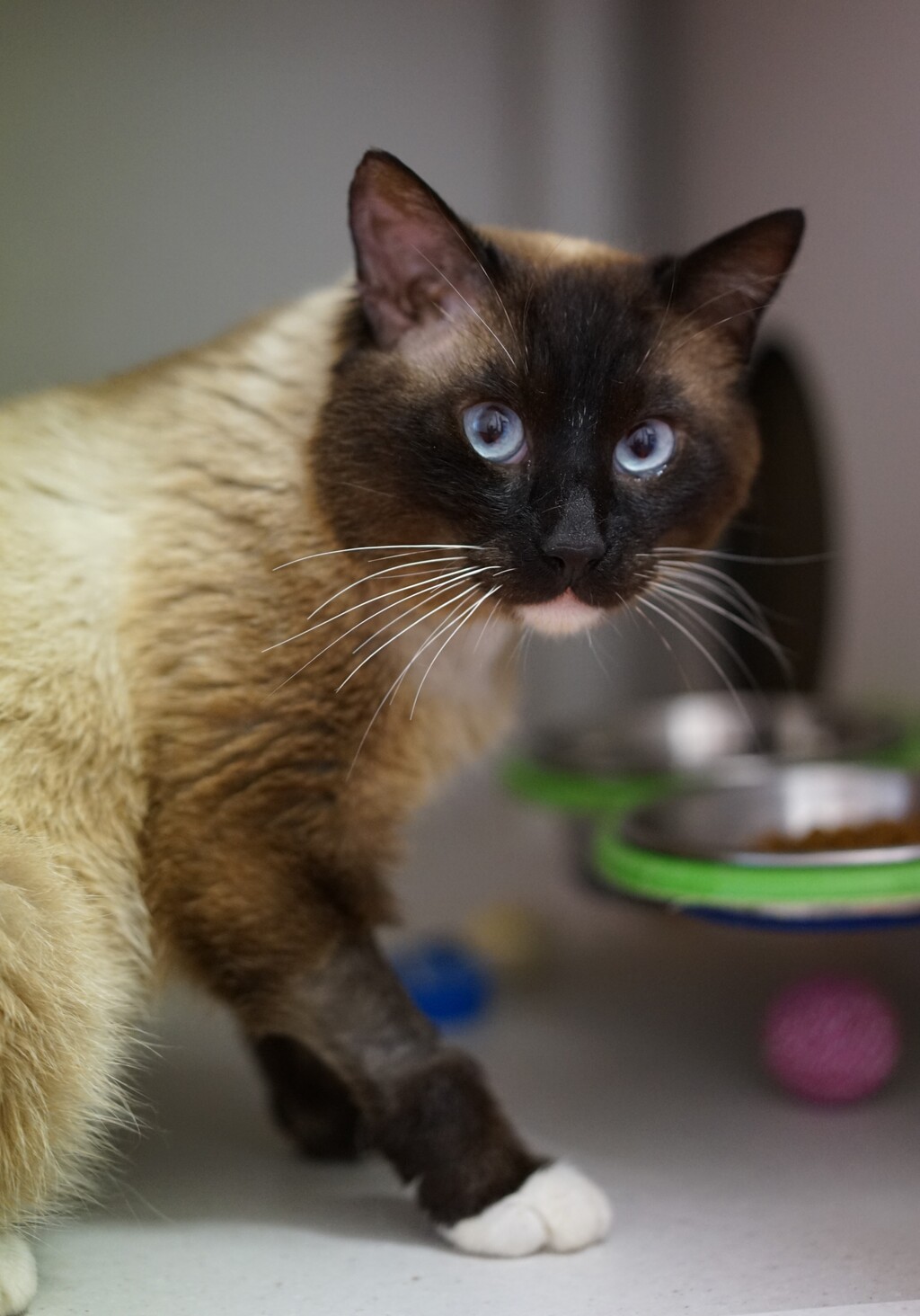 Leo - Male Layanese Mix Cat in QLD - PetRescue