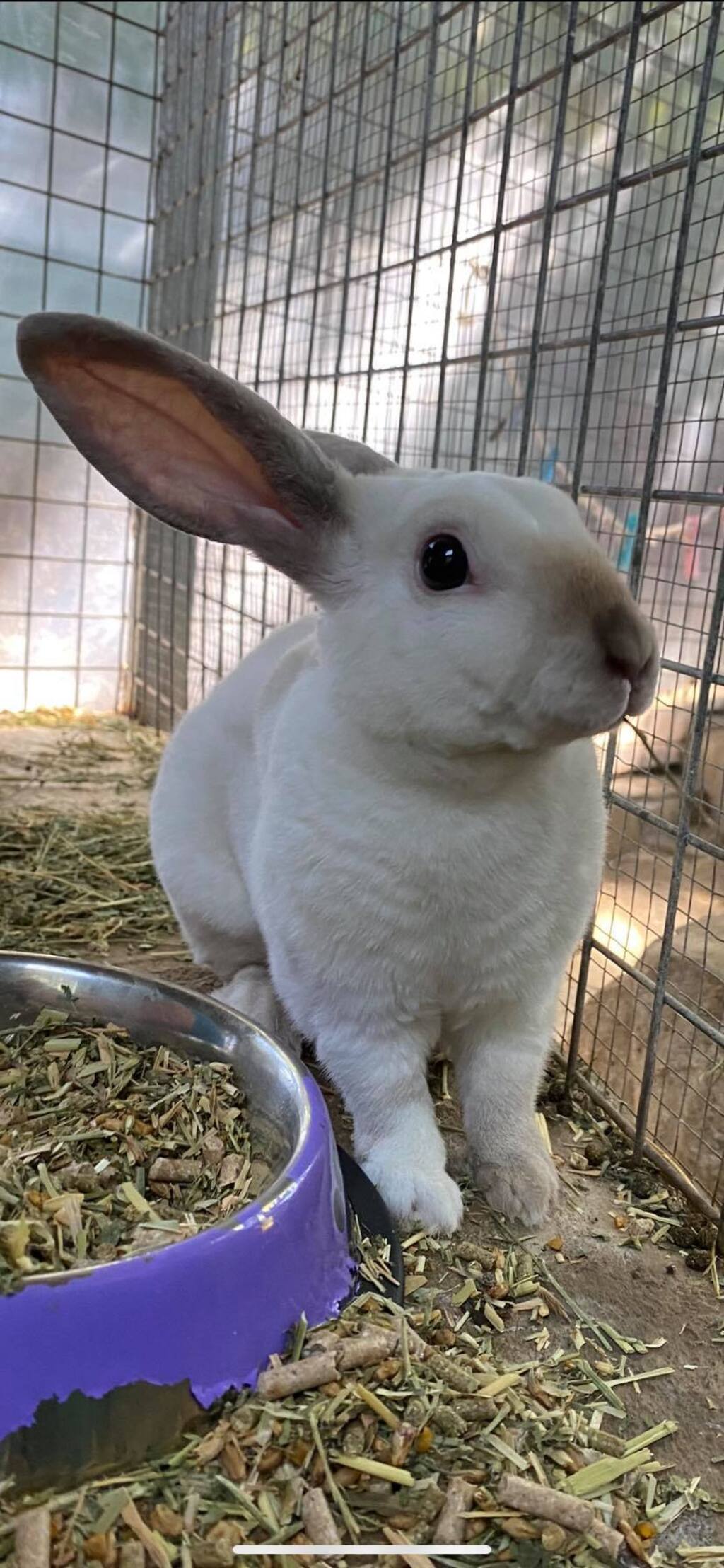 Cap'N Crunch - Male Rex Mix Rabbit in ACT - PetRescue