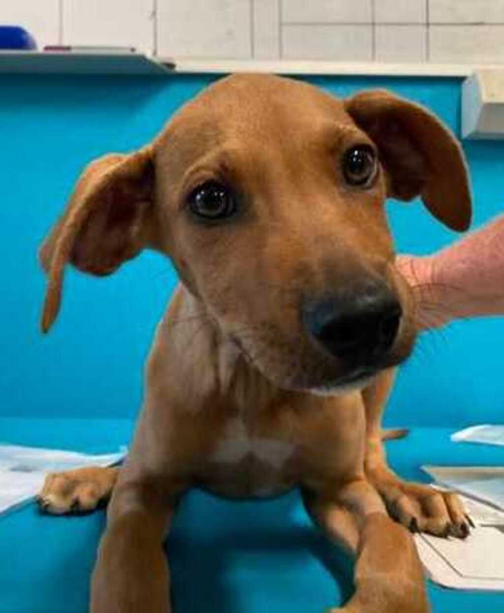 Louise - Medium Female Rhodesian Ridgeback x English Staffordshire Bull ...