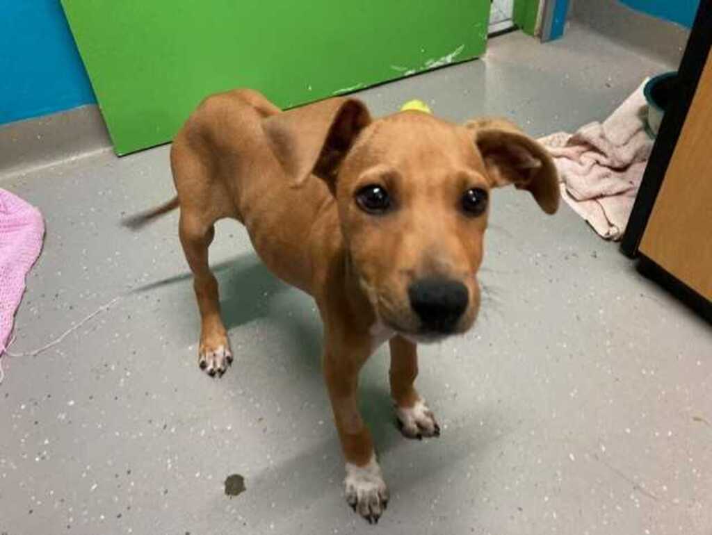 Maggie - Medium Female Rhodesian Ridgeback x English Staffordshire Bull ...