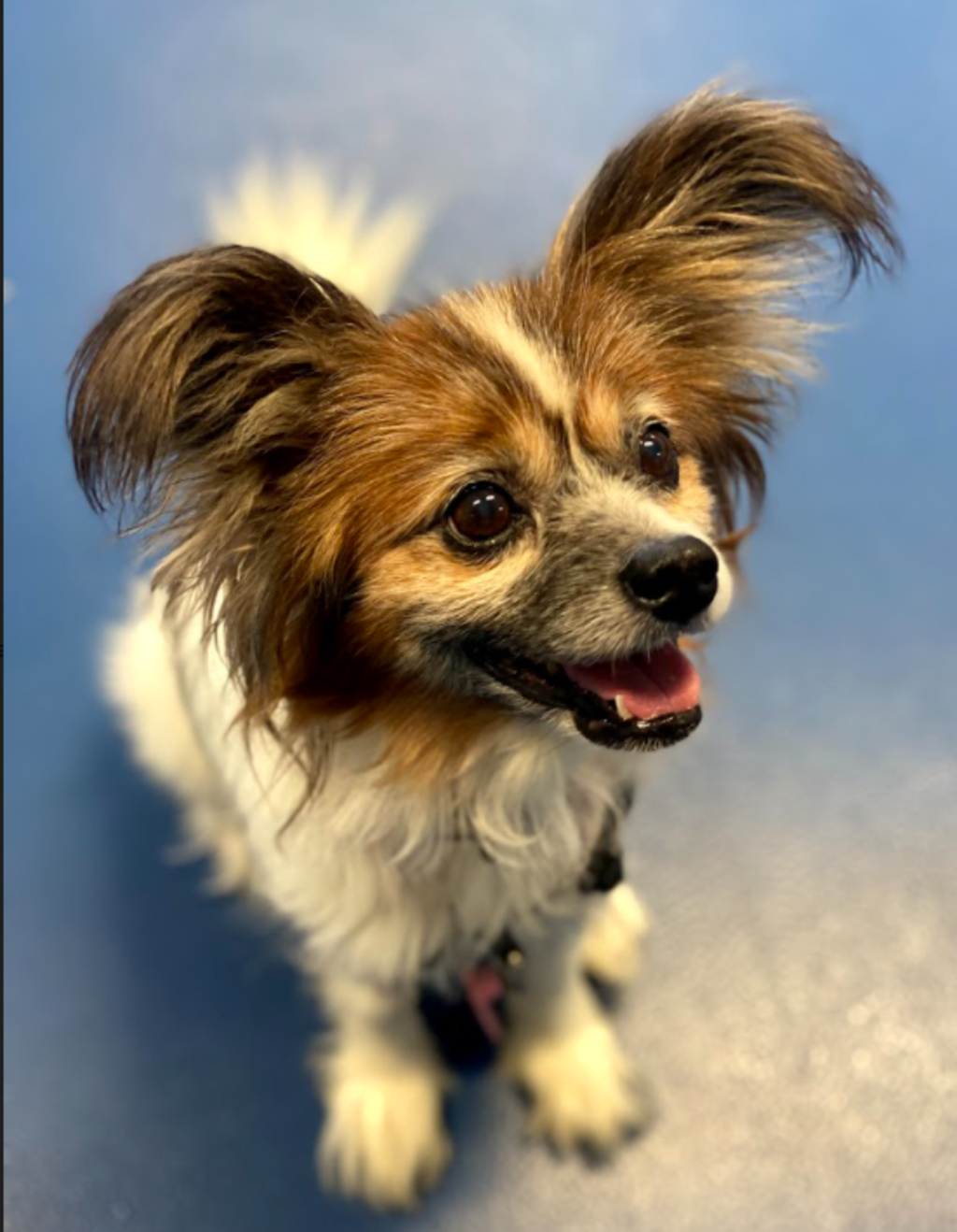 Buddy - Small Male Papillon Dog in QLD - PetRescue