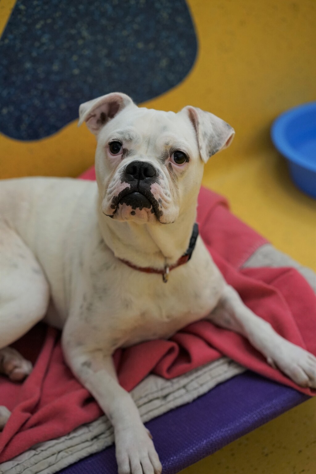 Winnie - Medium Female American Bulldog x Boxer Mix Dog in QLD - PetRescue