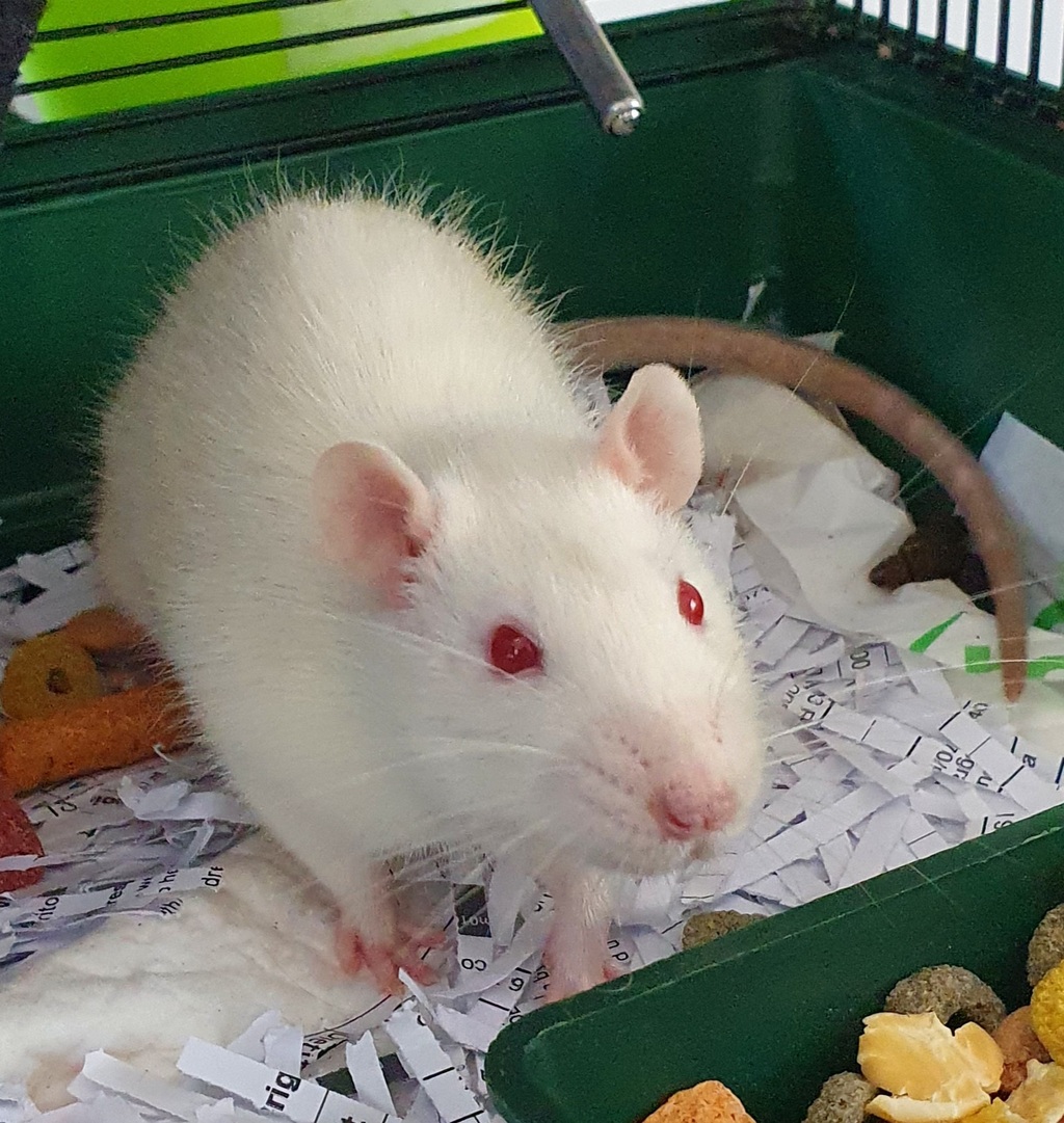 Chester - Male Rat Mix Rodent in QLD - PetRescue