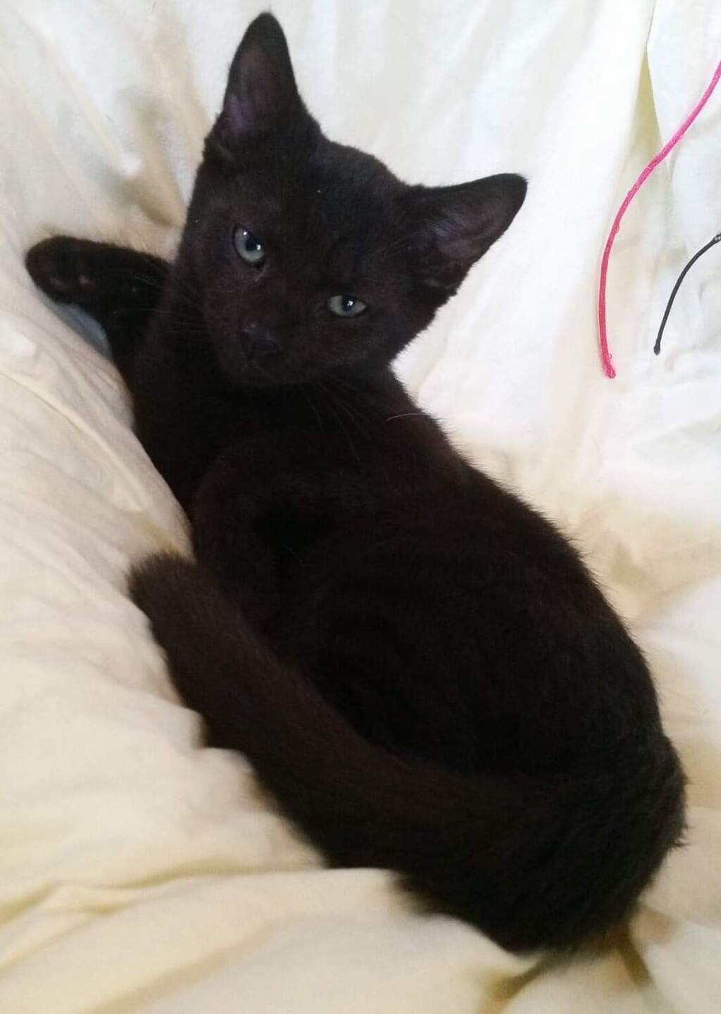 Nicco - Male Domestic Short Hair Mix Cat in QLD - PetRescue