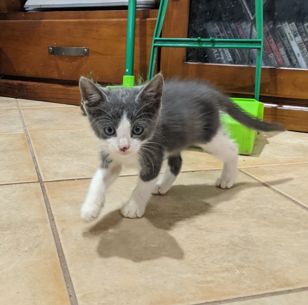 Slushy - Male Domestic Short Hair Cat in WA - PetRescue