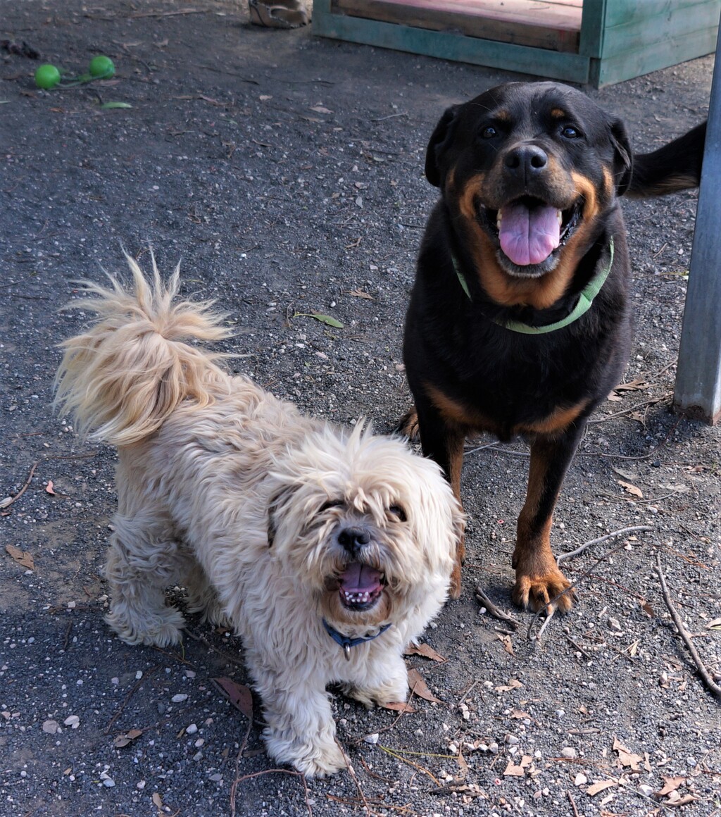 Ewok - Small Male Lhasa Apso x Shih Tzu Mix Dog in TAS - PetRescue