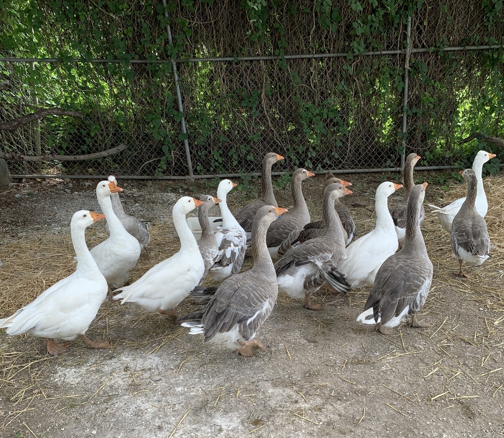 Lucy - Female Goose Mix Fowl in QLD - PetRescue