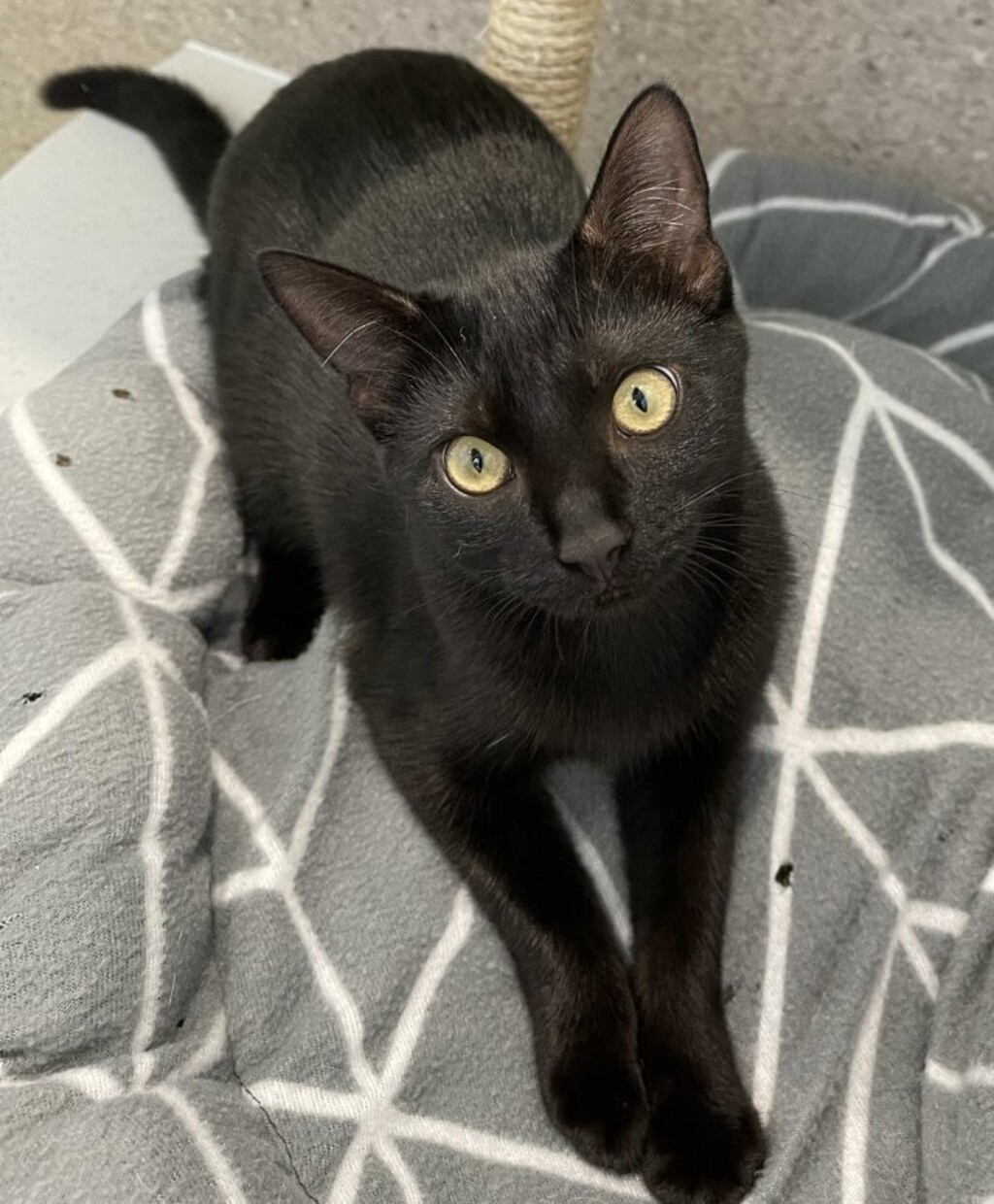 Possum - Female Domestic Short Hair Mix Cat in NSW - PetRescue
