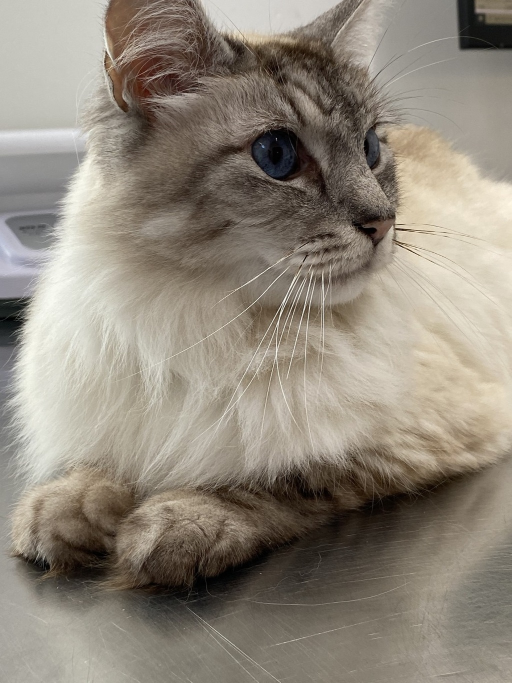 Lynx - Male Ragdoll Mix Cat in WA - PetRescue