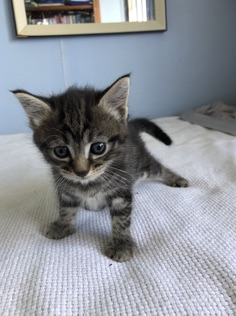 C810 Nalu - Female Domestic Short Hair Cat in NSW - PetRescue