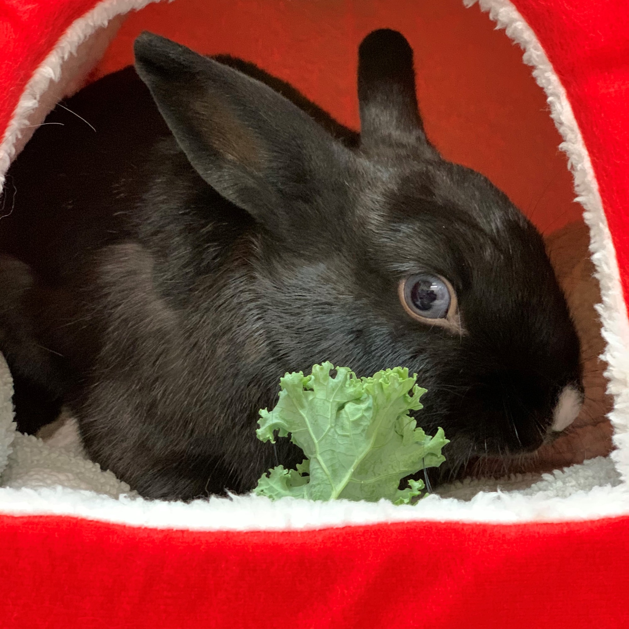Star - Male Dutch Rabbit in VIC - PetRescue