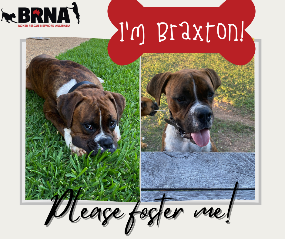 Braxton - Medium Male Boxer Dog in QLD - PetRescue