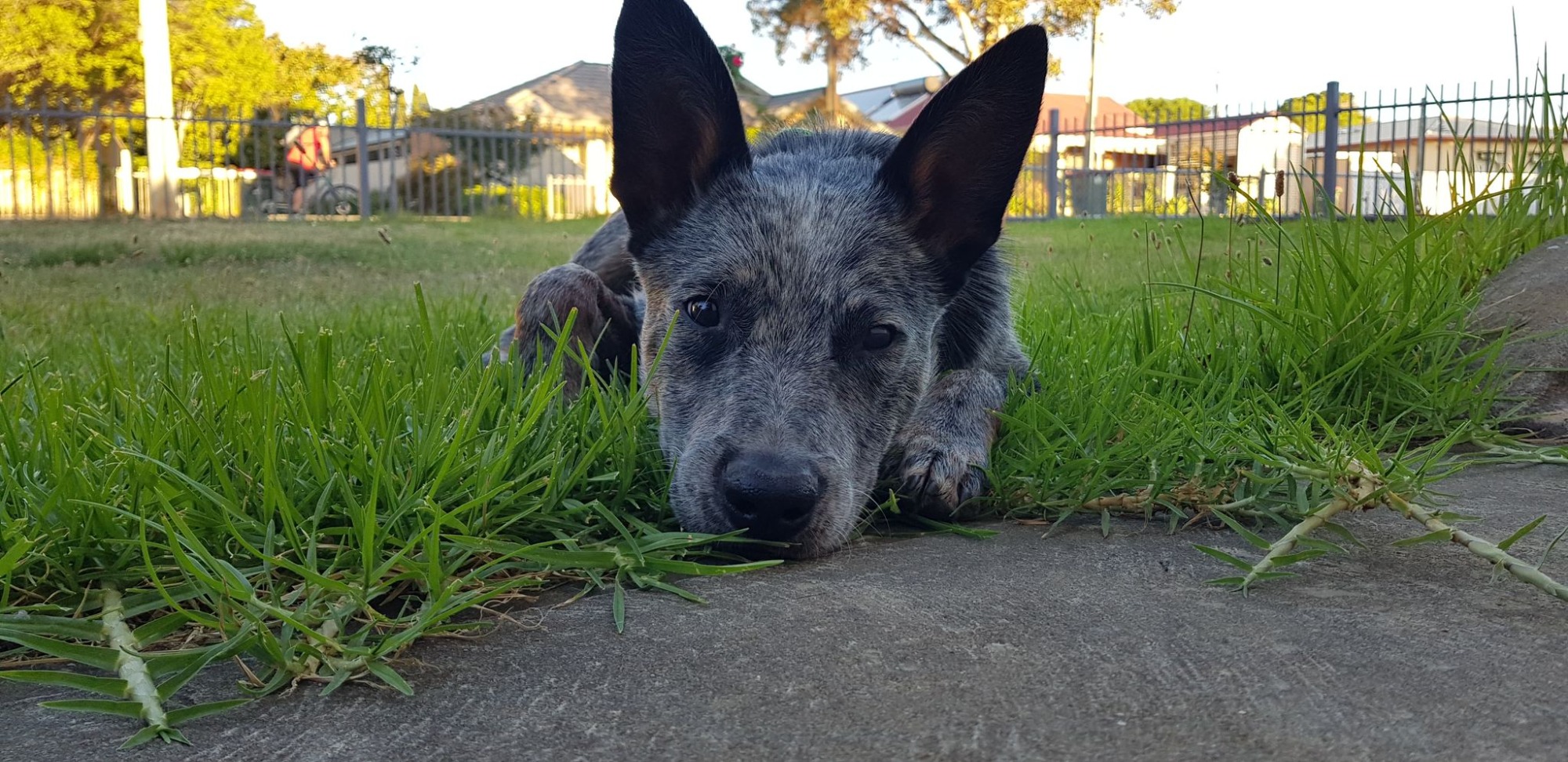 Scruffer Lovers - PetRescue