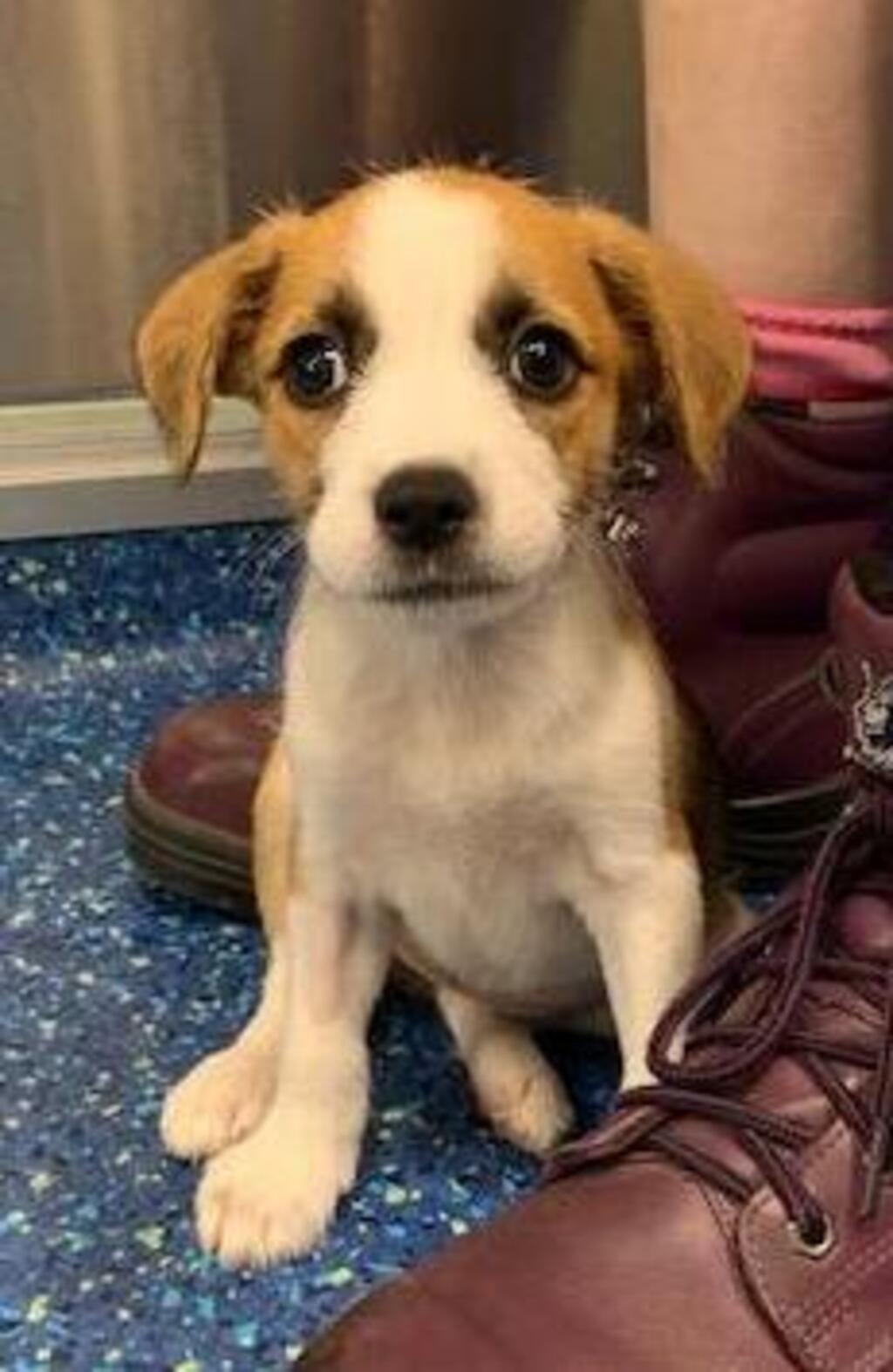 Shandy - Small Female Australian Stumpy Tail Cattle Dog x Jack Russell ...