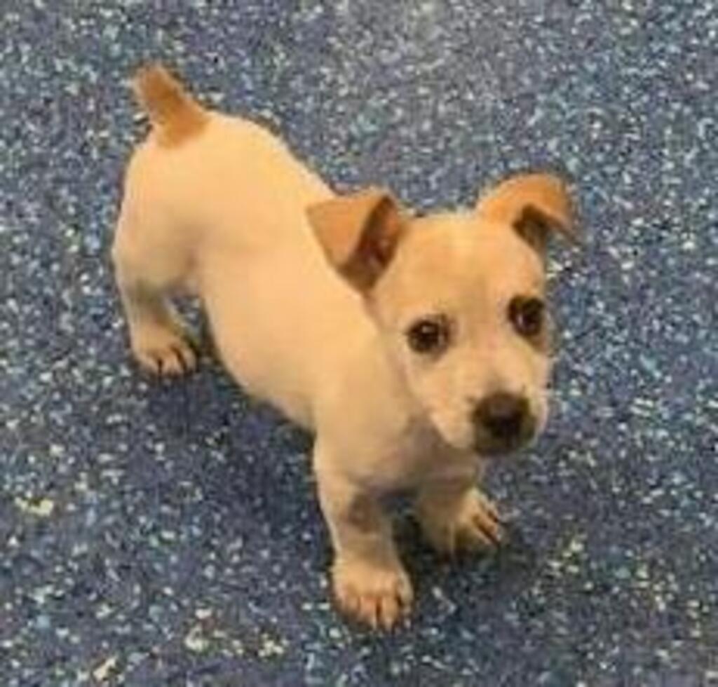 Watson - Small Male Australian Stumpy Tail Cattle Dog x Jack Russell ...