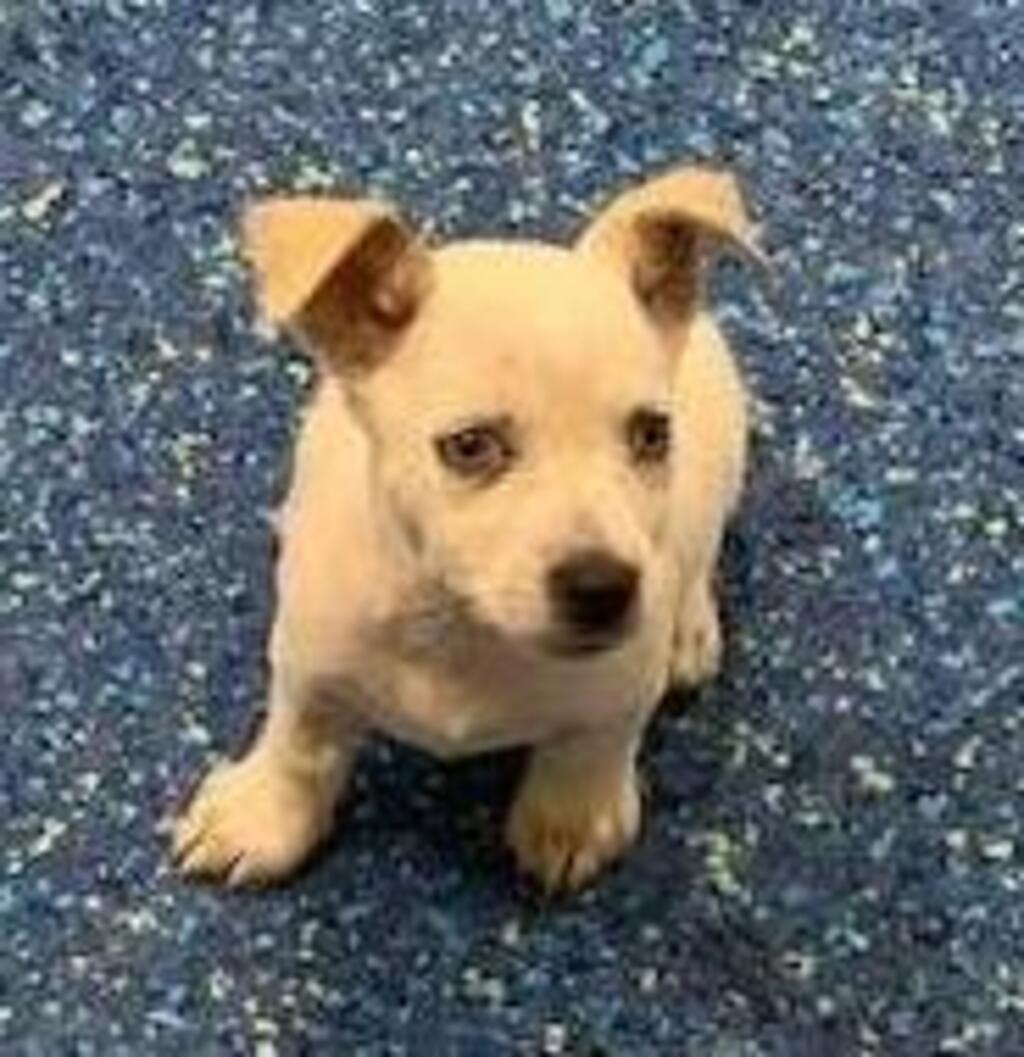 Heidi - Small Female Australian Stumpy Tail Cattle Dog x Jack Russell ...