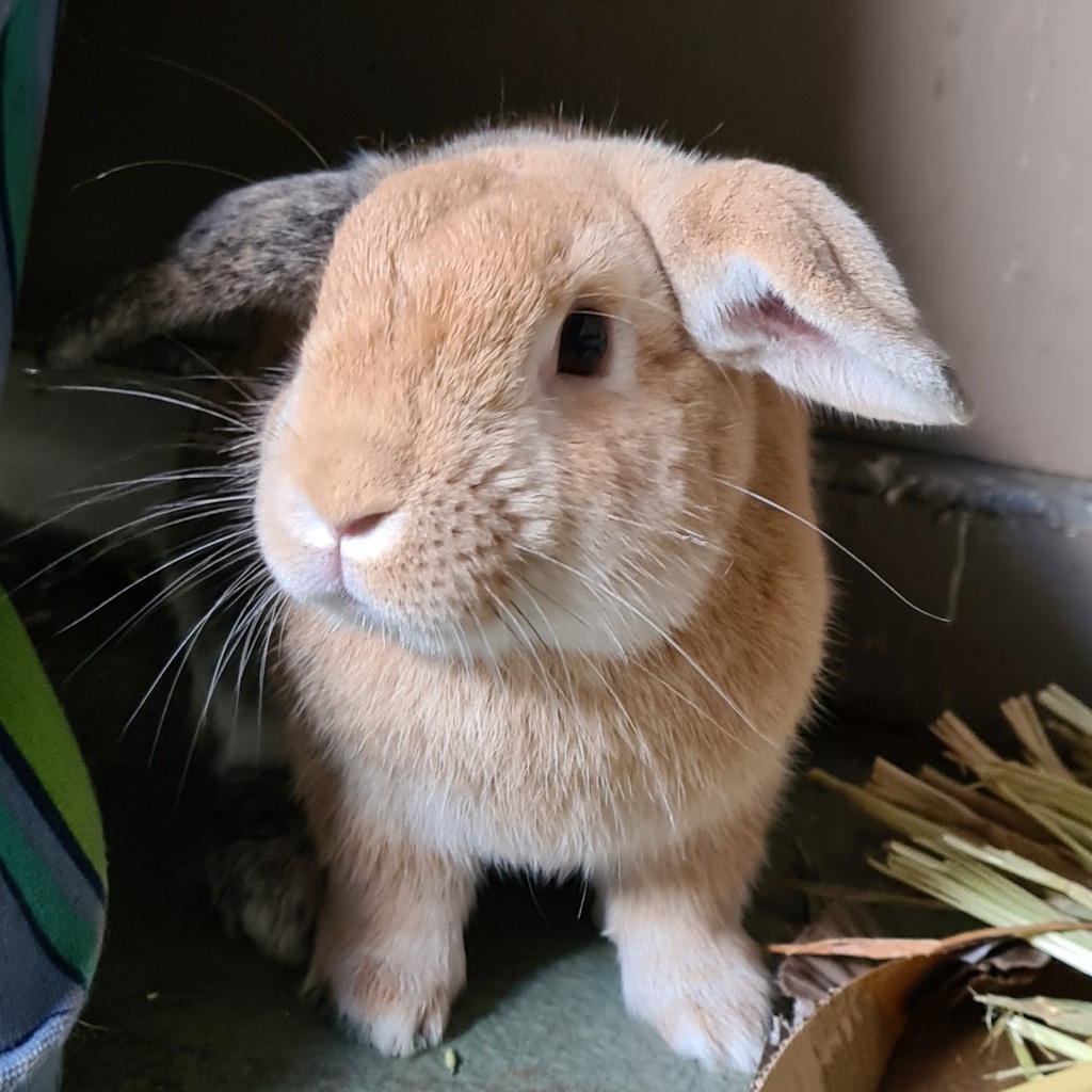 Harlow - Male Lop Eared Rabbit in VIC - PetRescue