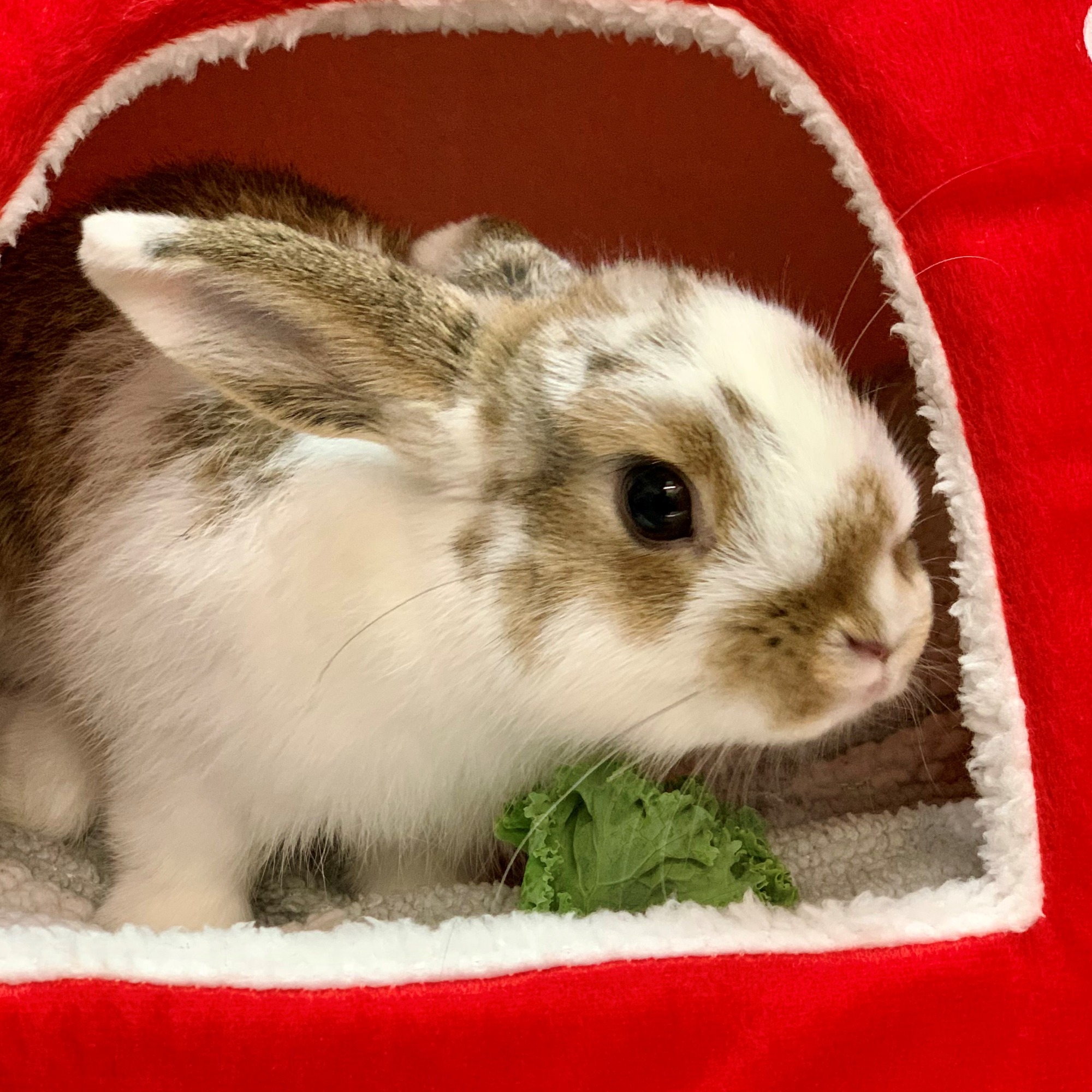 Teddy - Male Netherland Dwarf Rabbit in VIC - PetRescue