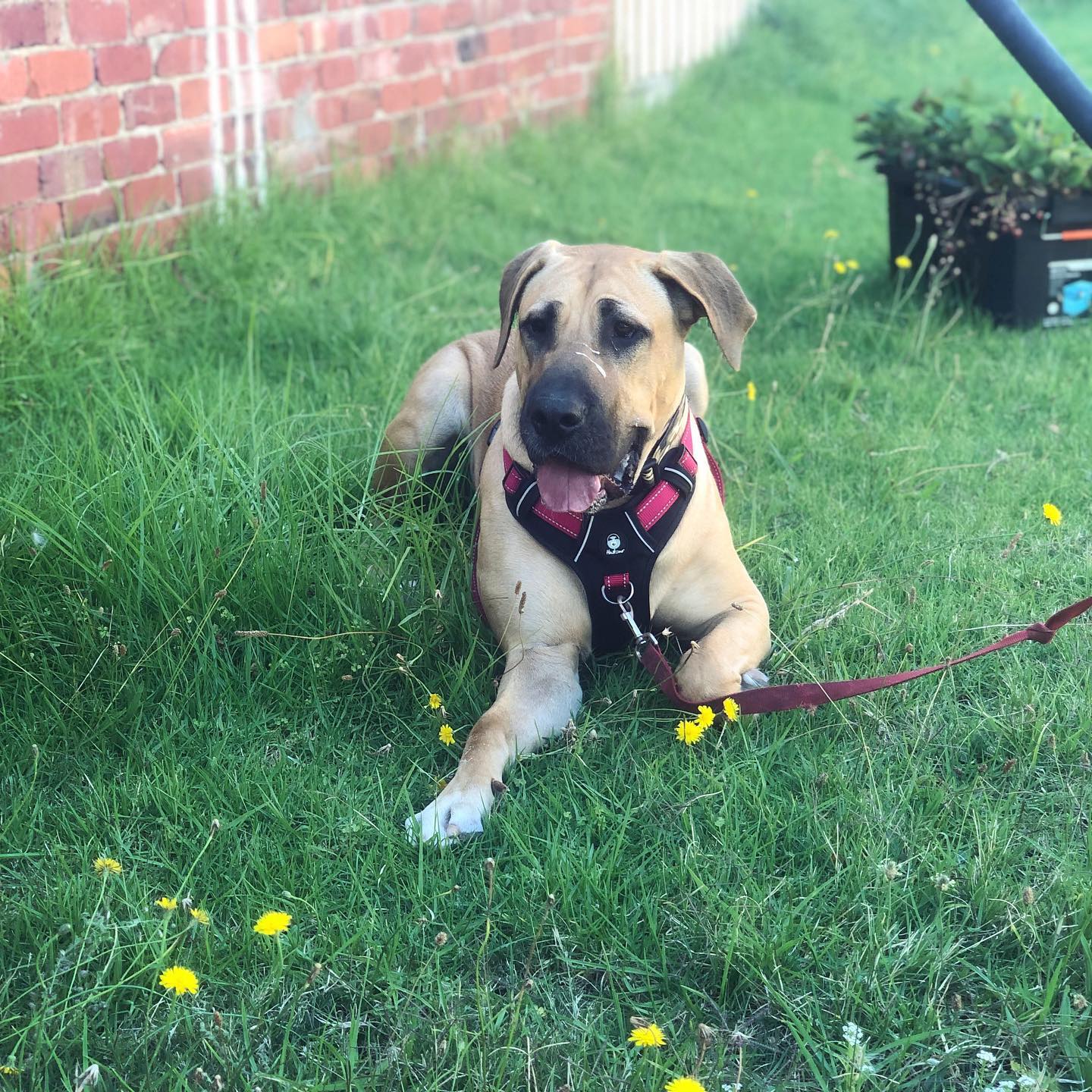 Marley - Large Female Great Dane Mix Dog in VIC - PetRescue