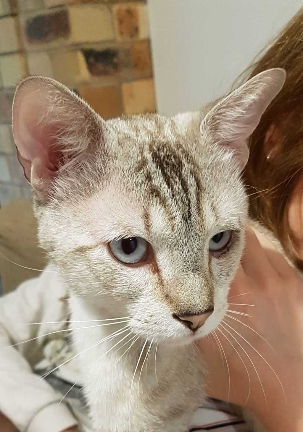 Loki - Male Layanese Mix Cat in QLD - PetRescue