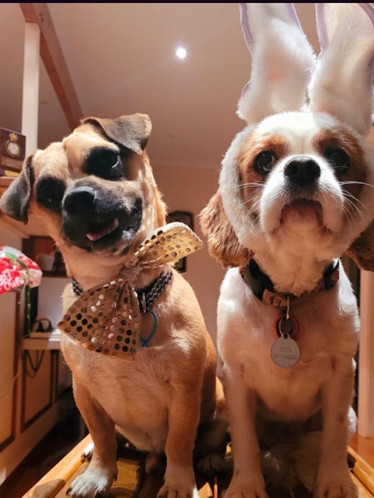 Pugsley - Small Male Pug x Rhodesian Ridgeback Mix Dog in WA - PetRescue