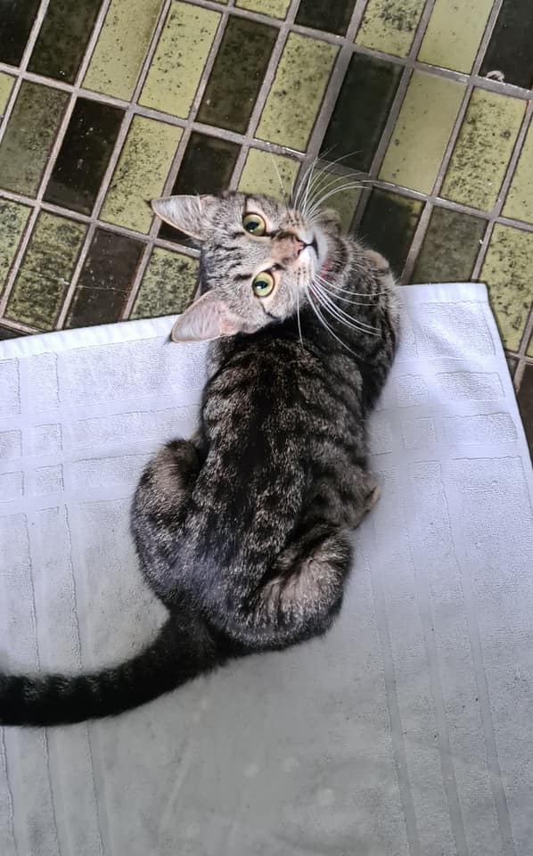 Arabella - Female Domestic Short Hair Cat in QLD - PetRescue