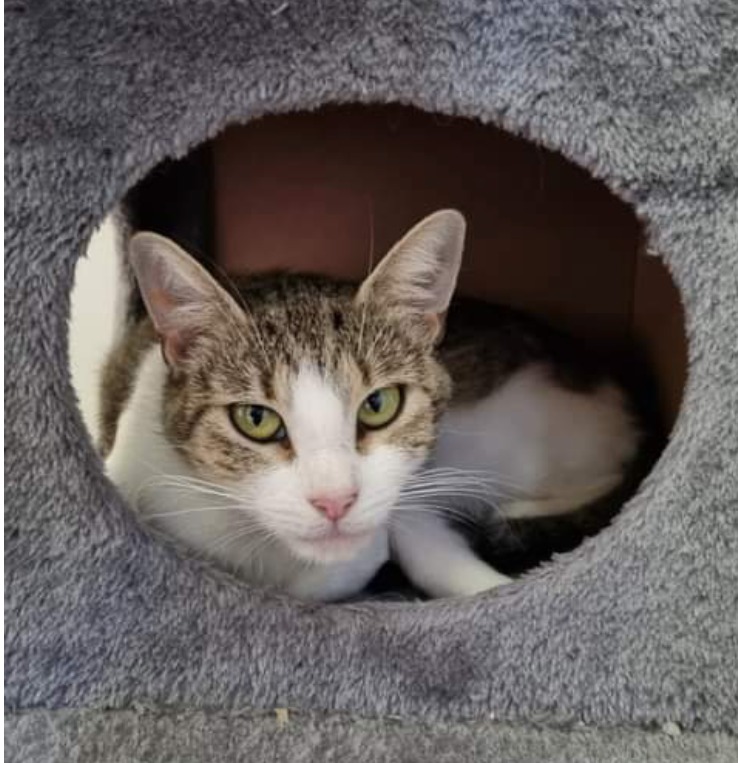 Marci - Female Domestic Short Hair Cat in VIC - PetRescue