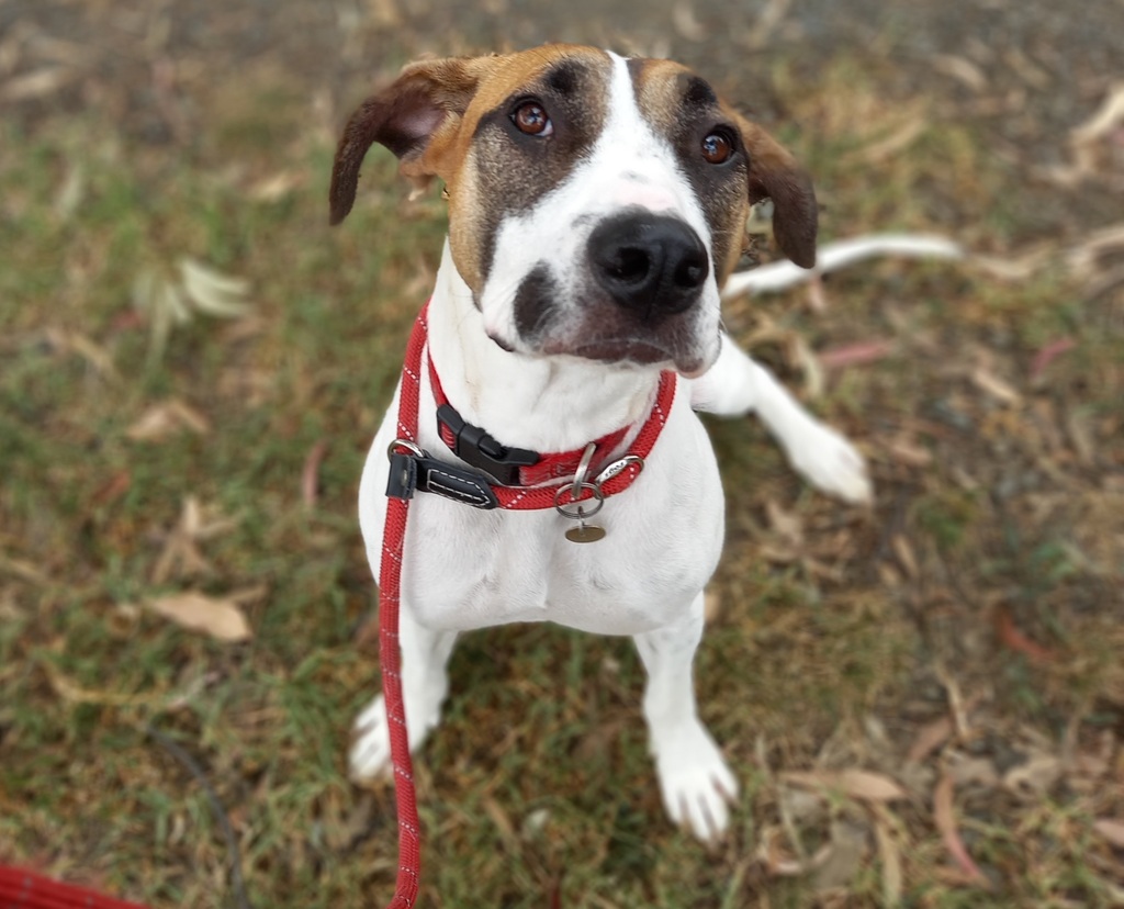 Nova - Large Female Bull Arab Dog in VIC - PetRescue