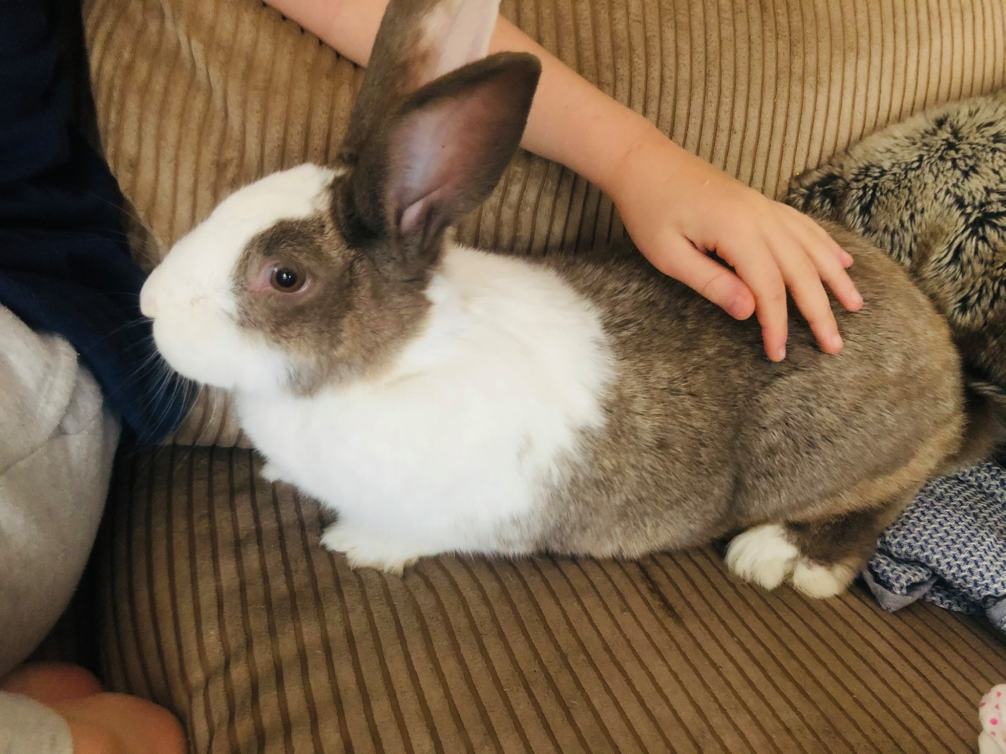 Daphne - Female Flemish Giant Rabbit in SA - PetRescue