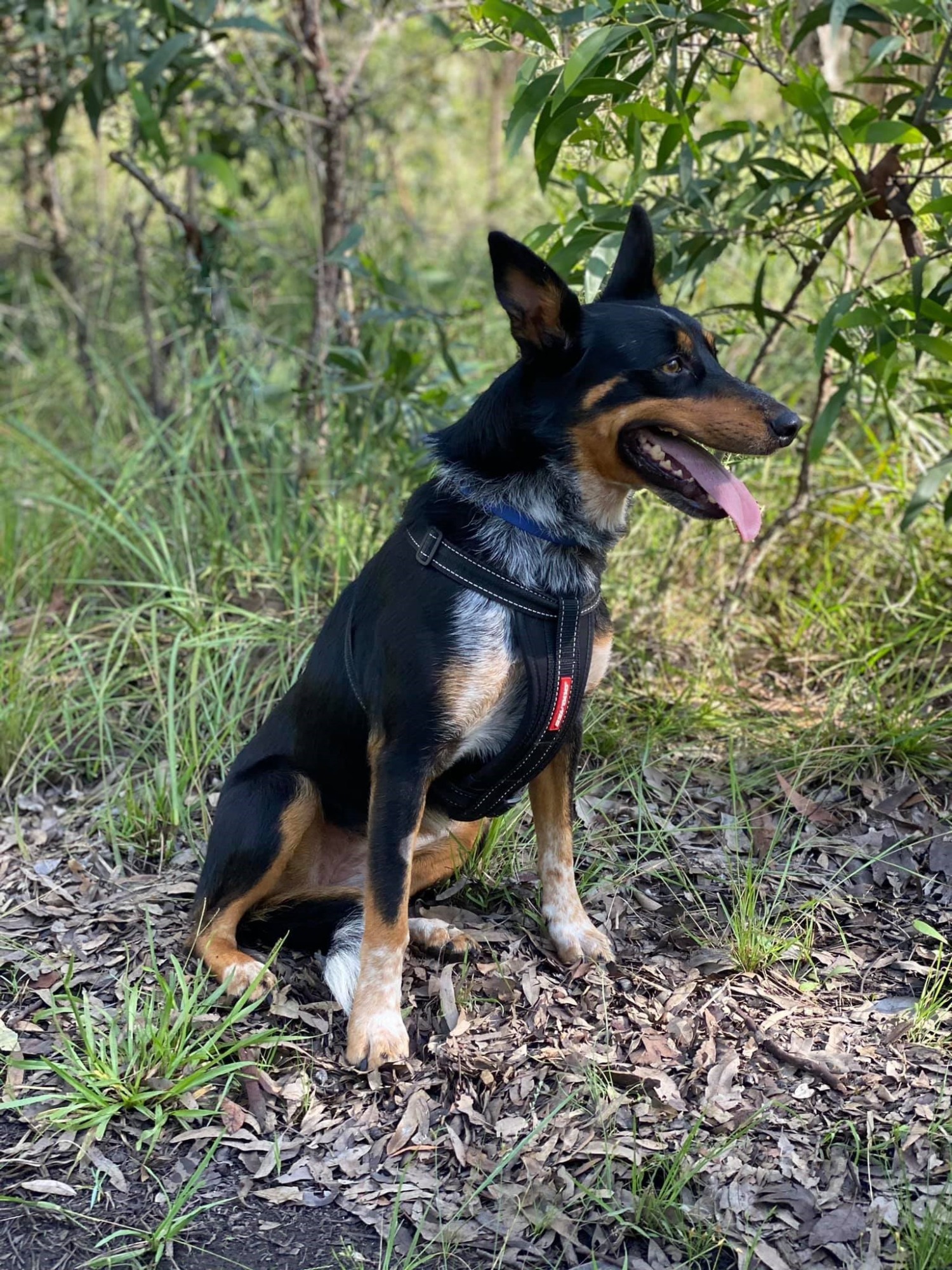 Bluey - Medium Female Kelpie Mix Dog in QLD - PetRescue