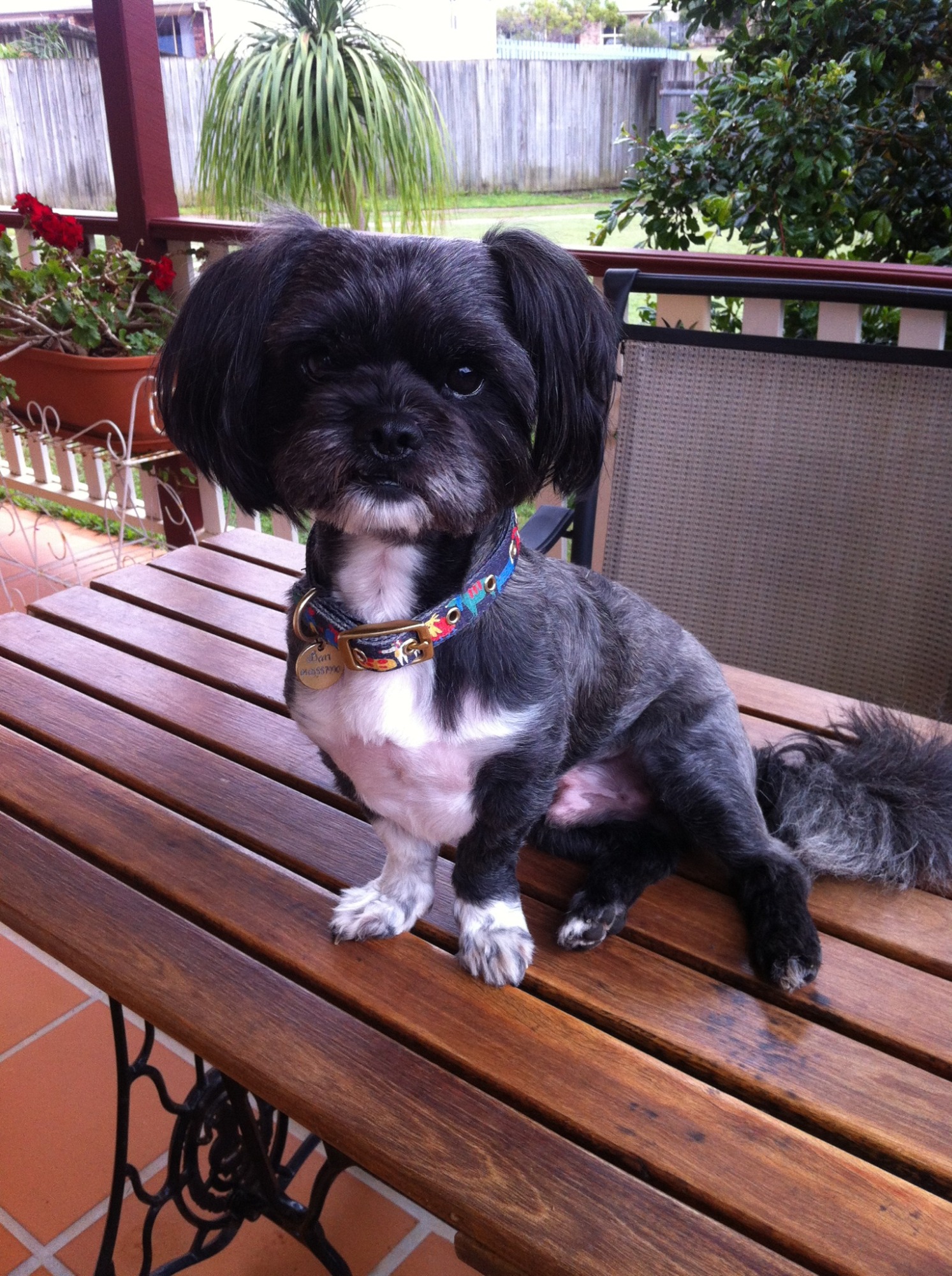 Bear - Small Male Shih Tzu Mix Dog in QLD - PetRescue