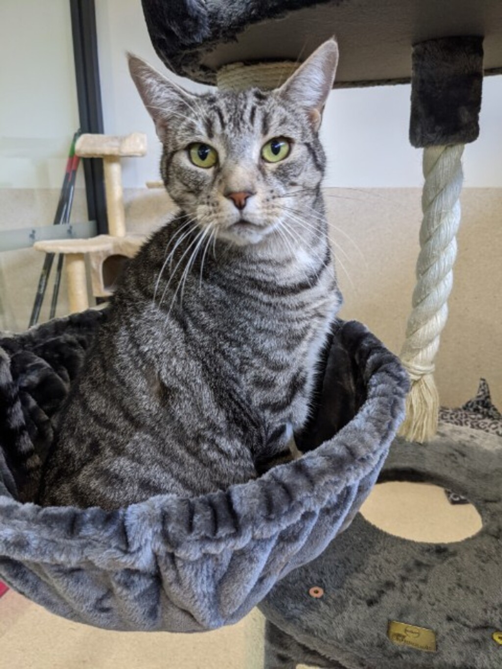 Drogo - Male Domestic Short Hair Mix Cat in NSW - PetRescue