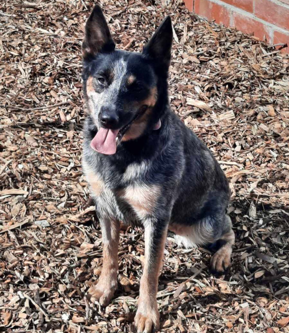 Georgie - Medium Female Blue Heeler Dog in WA - PetRescue
