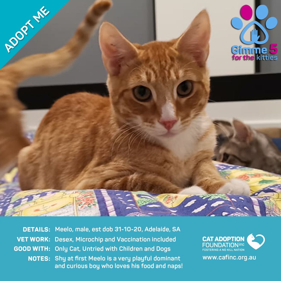 Meelo - Male Domestic Short Hair Cat in SA - PetRescue