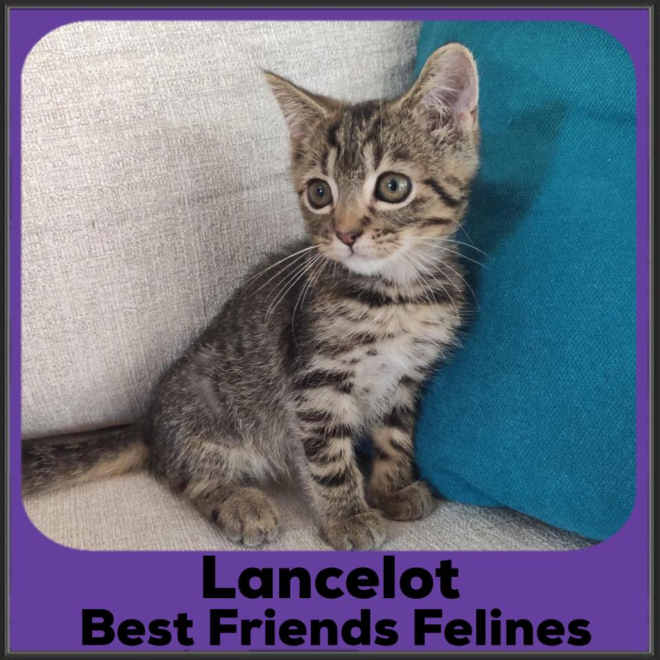 Lancelot - Male Domestic Short Hair Cat in QLD - PetRescue