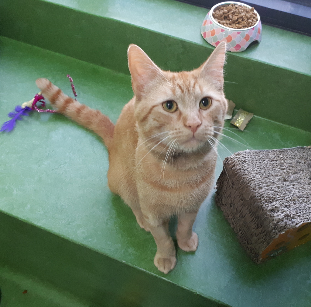 Smittie - Male Domestic Short Hair Cat in VIC - PetRescue