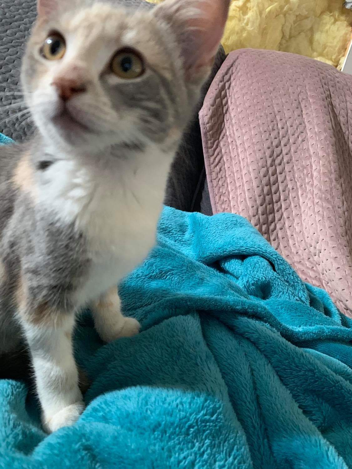 Peach - Female Ragdoll x Domestic Short Hair Cat in VIC - PetRescue