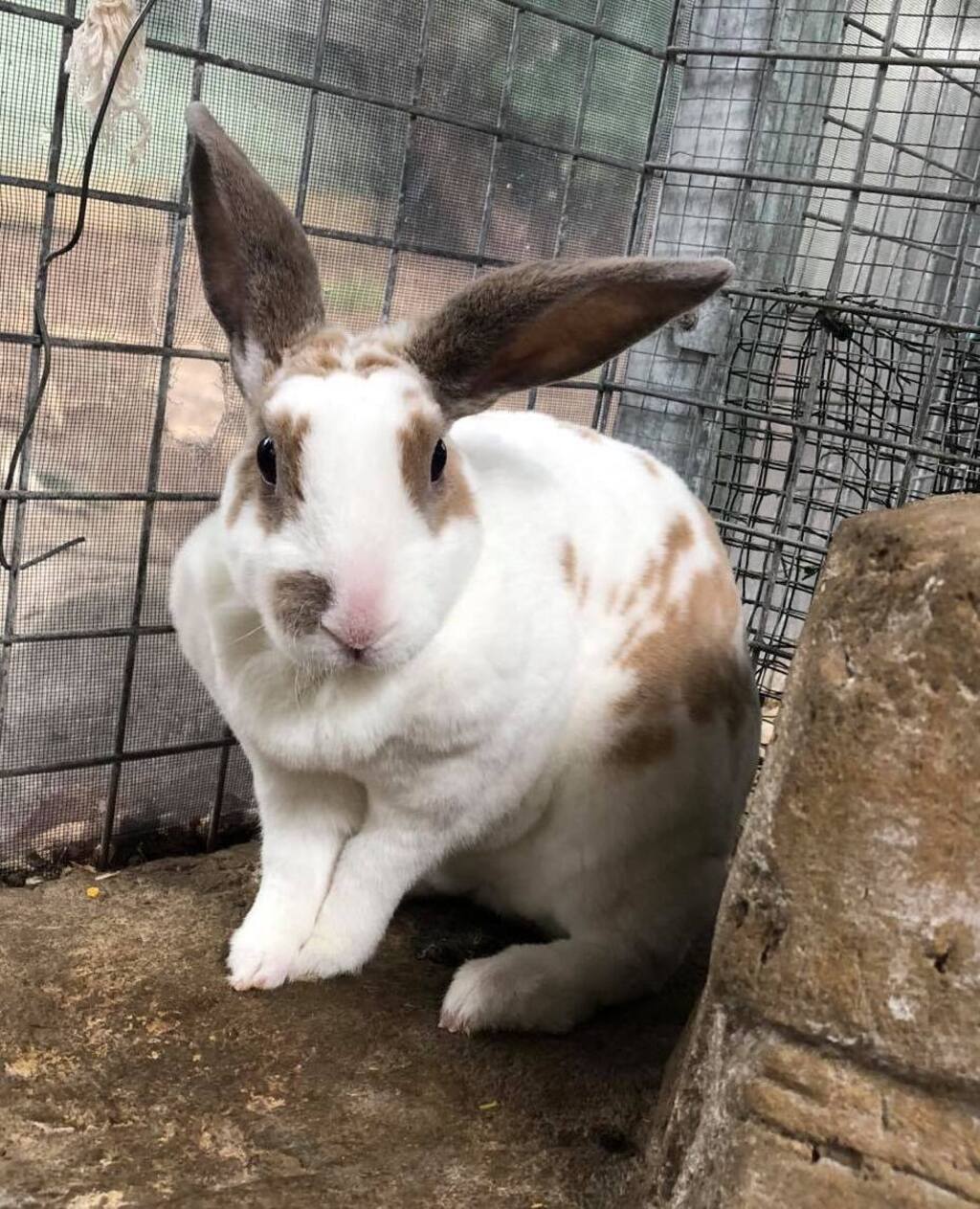 Bubblegum - Female Rex Rabbit in ACT - PetRescue