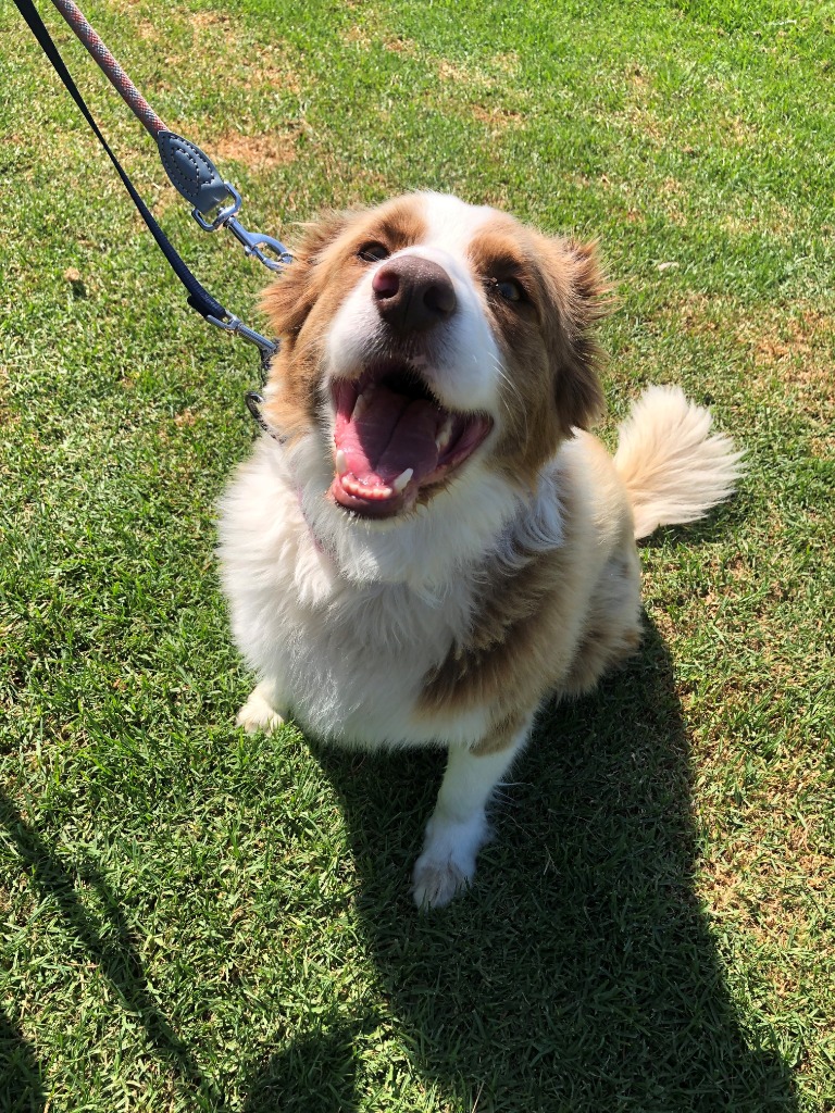 Sammy - Medium Male Border Collie Dog in VIC - PetRescue