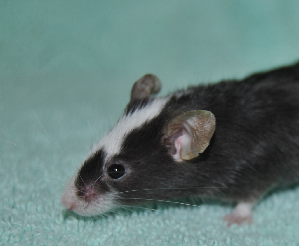 Jinx - Male Mouse Mix Rodent in QLD - PetRescue